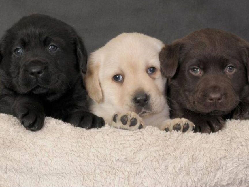 Лабрадор разные окрасы