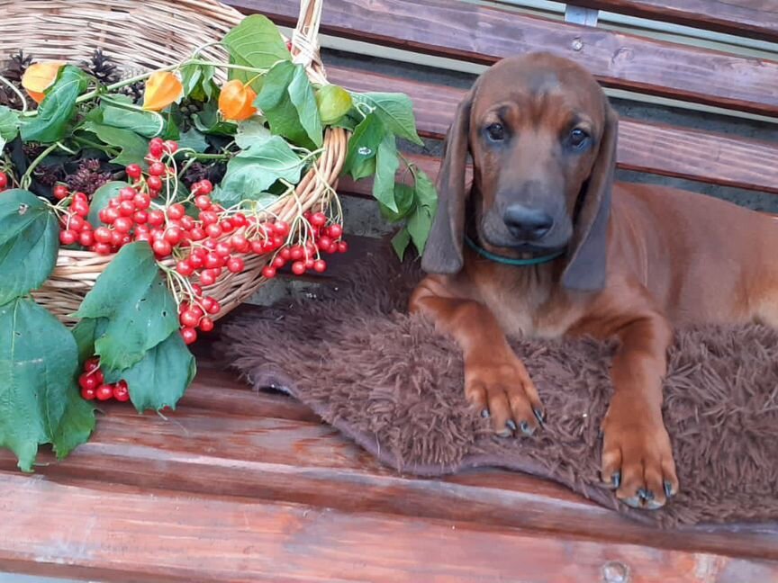 Щенки баварской горной гончей