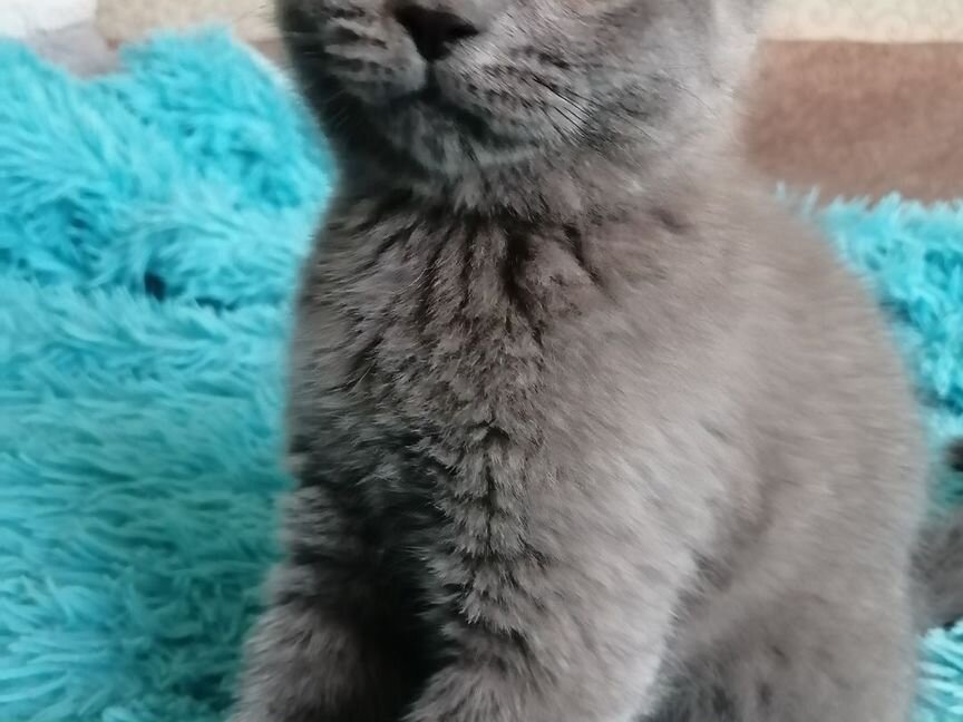 Британские котята