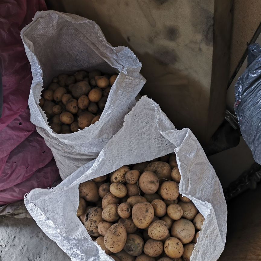 Картофель на корм скоту