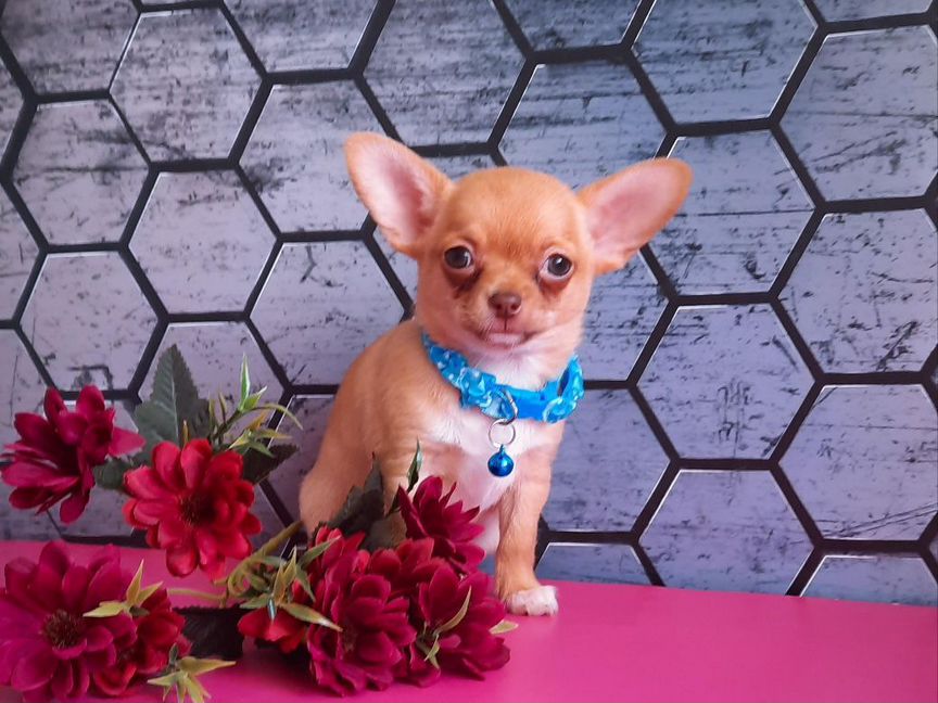 Рыжий мини мальчик