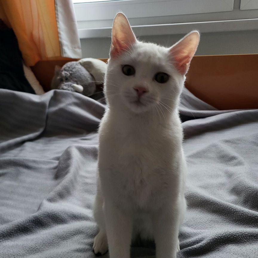 Ищем невесту