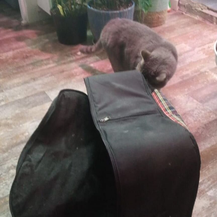 Сумка переноска для кота