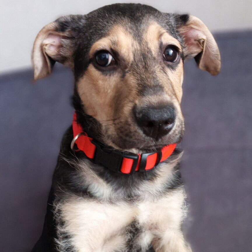 Щенок в частный двор