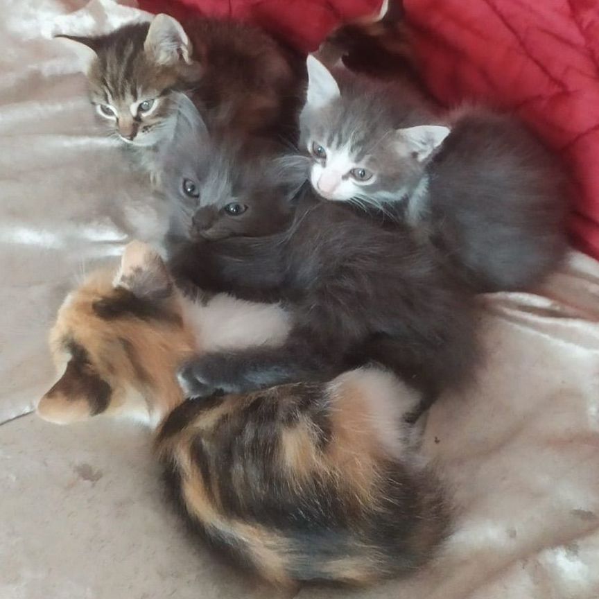 Котята в добрые руки
