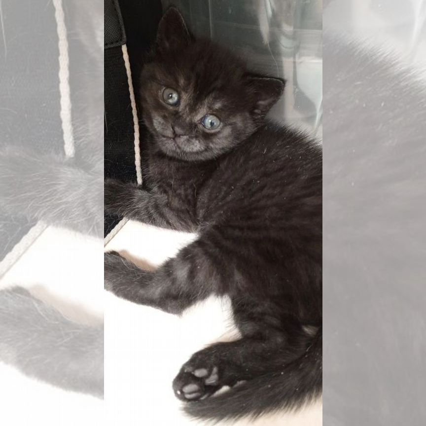 Котёнок от частного владельца