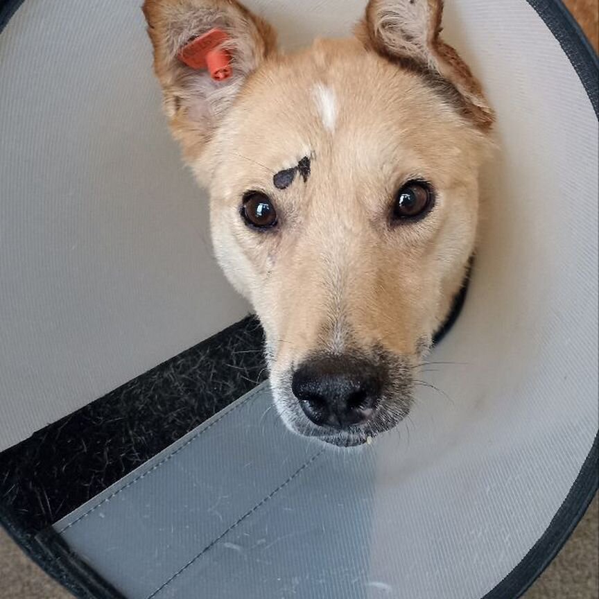 Собака в добрые руки отдам бесплатно