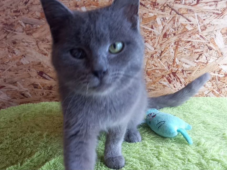 Русская голубая кот