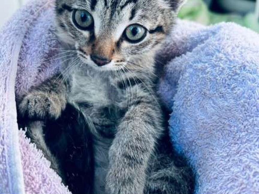 Кошка, котенок, мальчик 2.5 месяца
