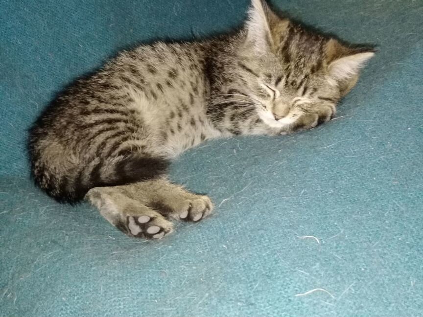 Бездомные заводские котята в добрые руки