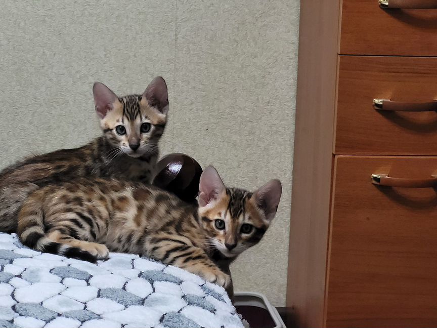 Бенгальские мальчики