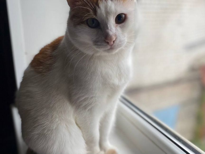 Рыже -белое счастье