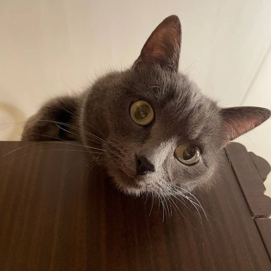 Русская голубая, к лотку приучена, Шерра