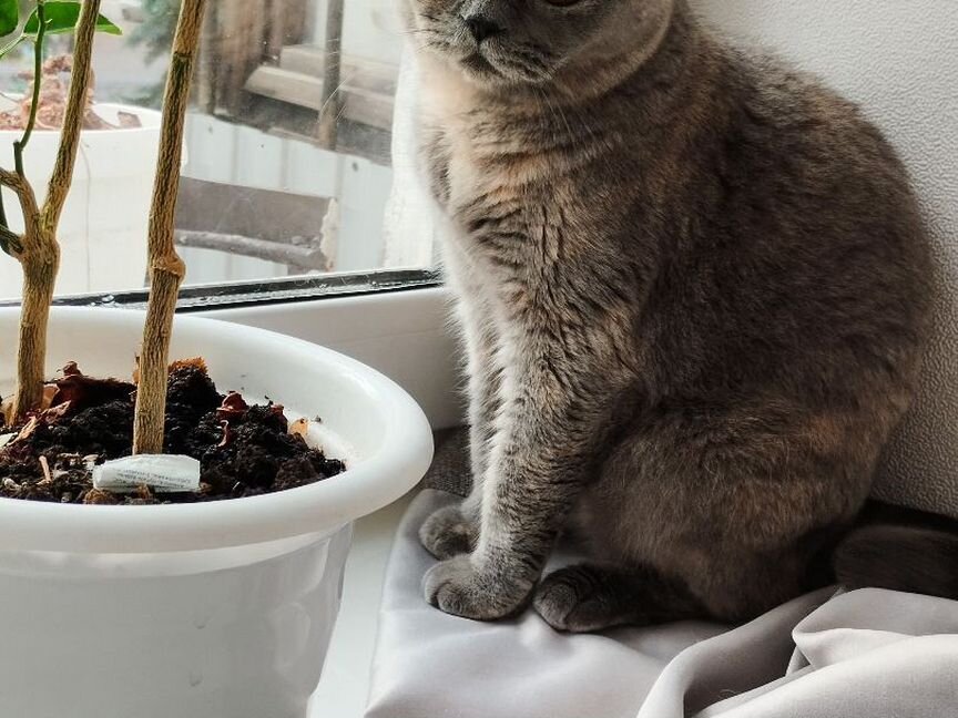 Отдам кошку в добрые руки