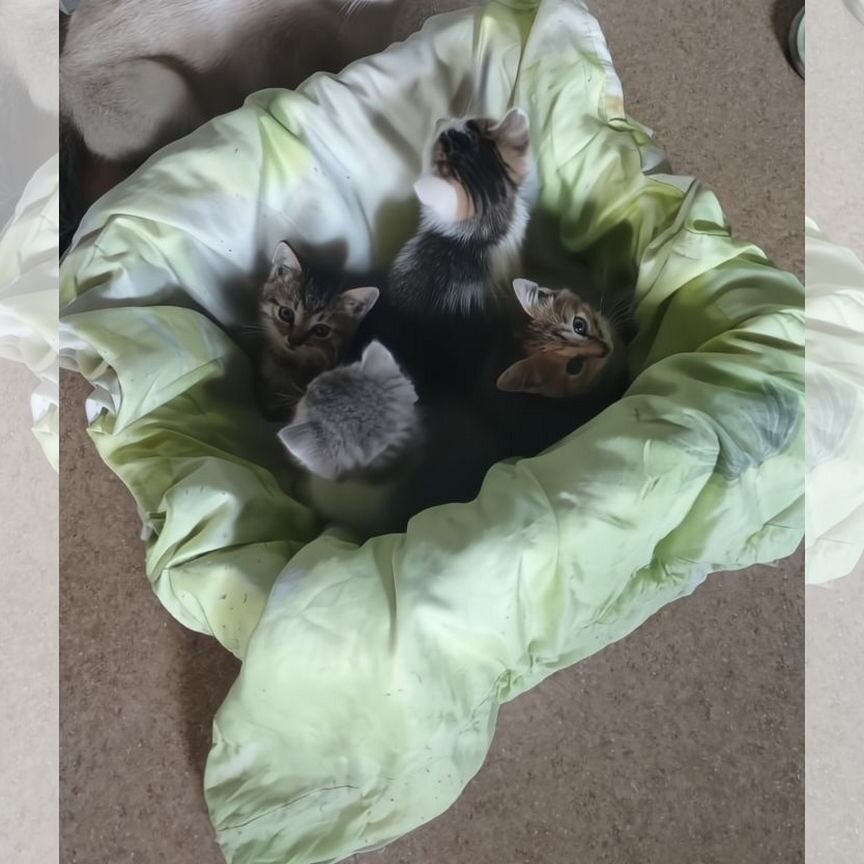 Котёнок в добрые руки