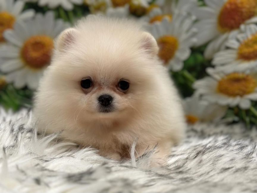 Померанский шпиц девочка