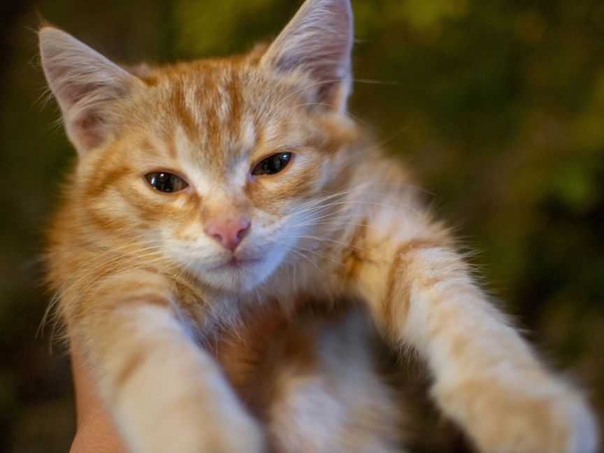 Котëнок Зубастик наглая рыжая морда