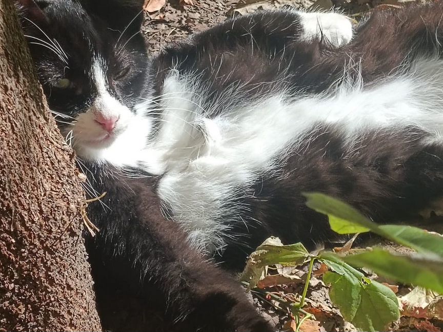 Черный котенок в добрые руки