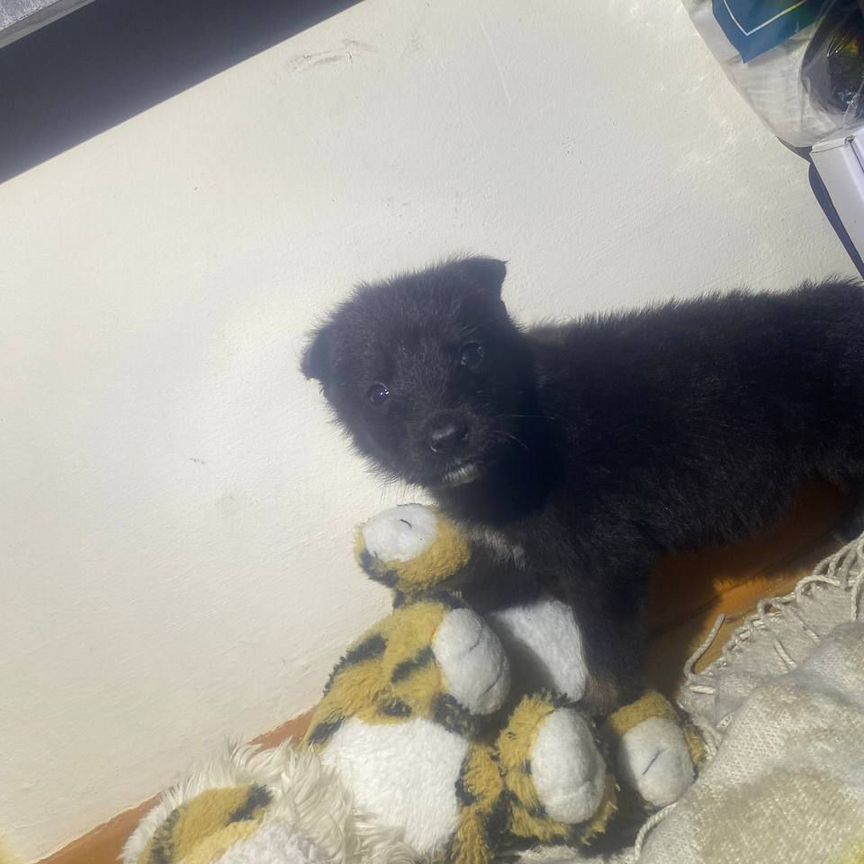 В добрые руки, девочка, возраст около 1 месяца