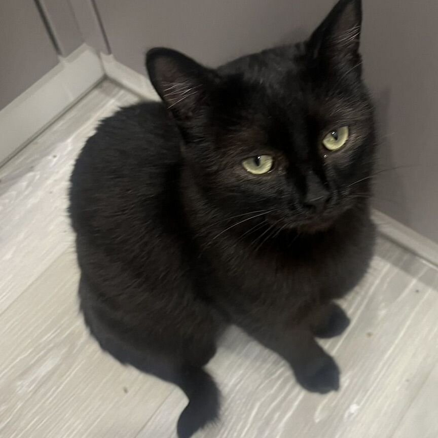 Взрослая кошка в добрые руки