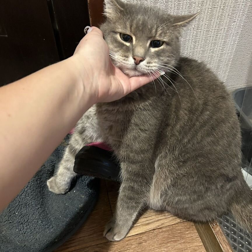 Кот в добрые руки