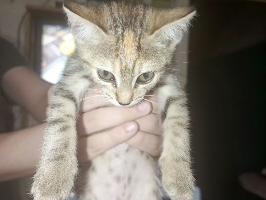 Найдена кошка