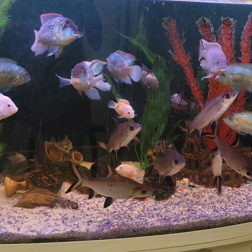 Наннакара блю