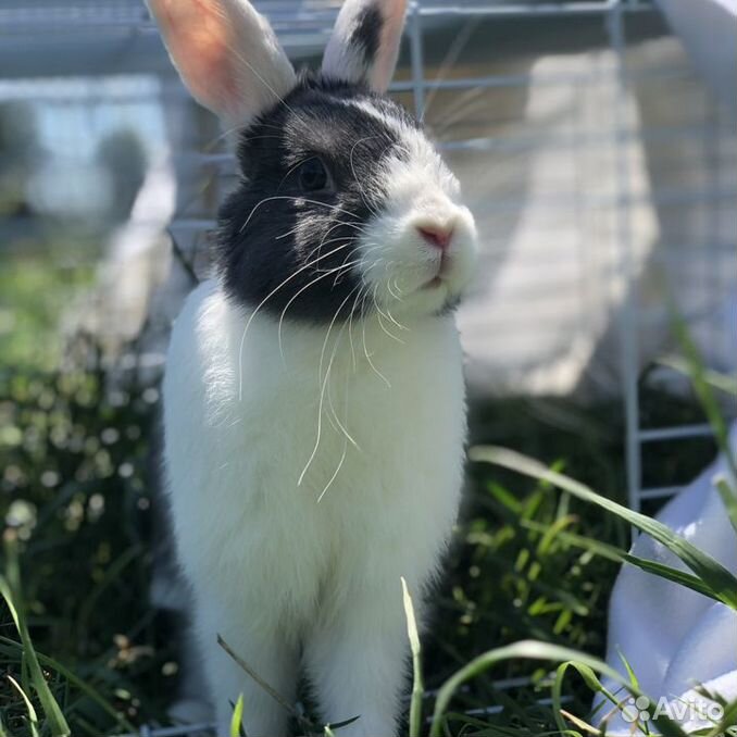 Отдам в хорошие руки