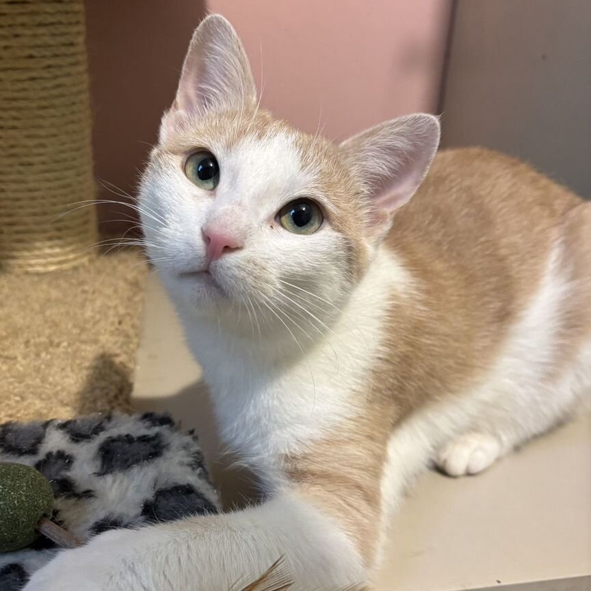 Взрослая, кошка в добрые руки