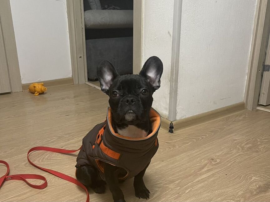 Одежда для средних собак