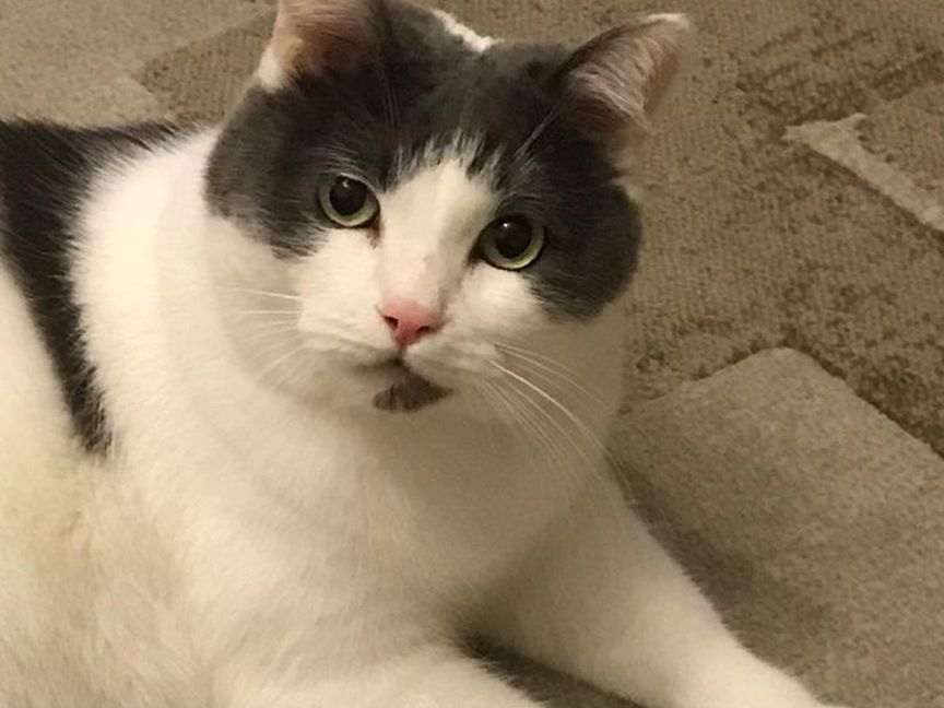 Пристрою кота