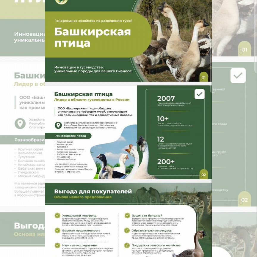 Гусиное инкубационное яйцо, 2025