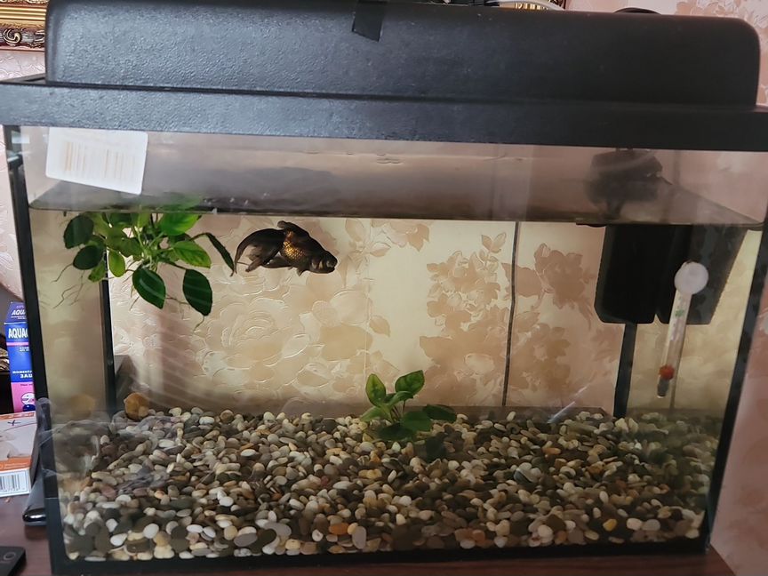 Аквариум с рыбкой