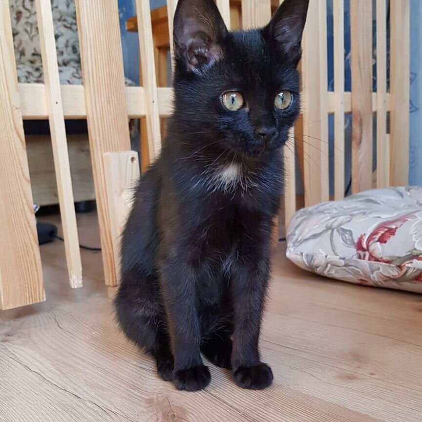 Чёрный котенок девочка в добрые руки