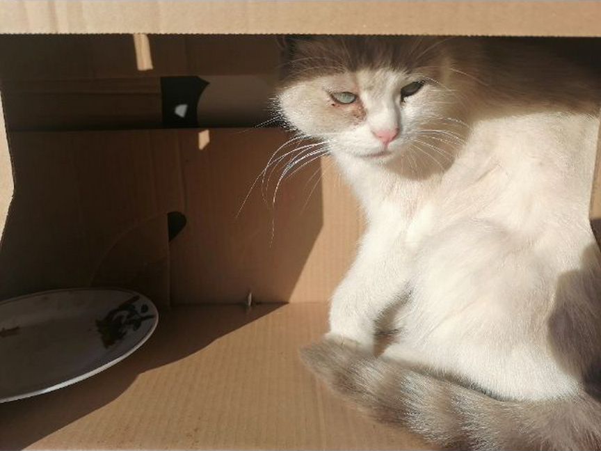 Кошка в добрые руки