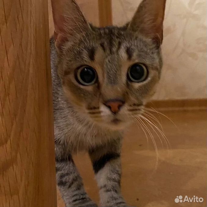 Очаровашка Ушко очень ждёт любящего хозяина