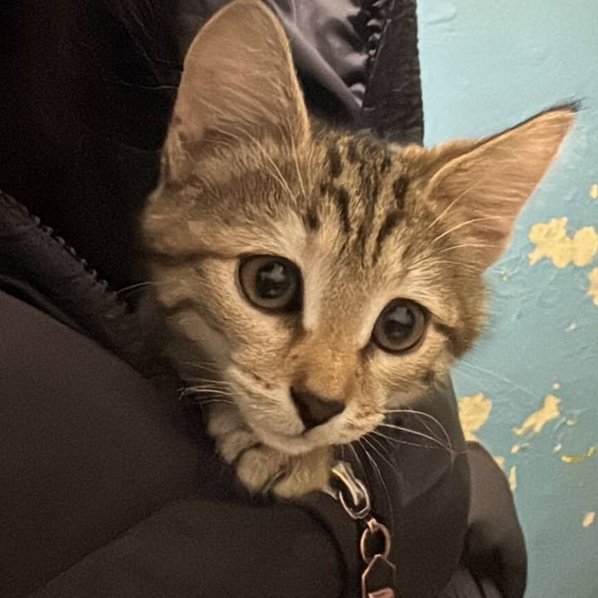 Отлам котенка в добрые руки