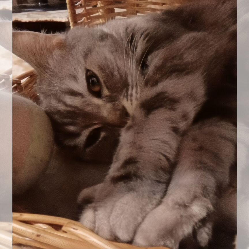 Шотландская прямоухая короткошёрстная, взрослая кошка