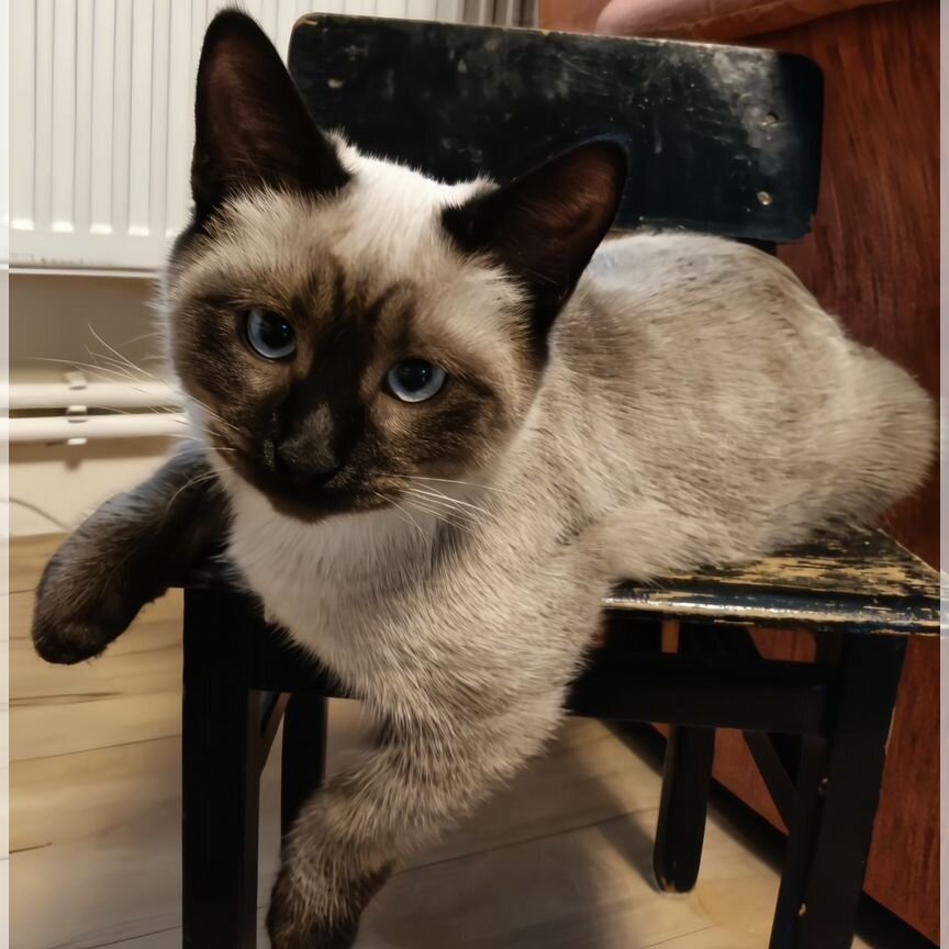 Сиамский котёнок