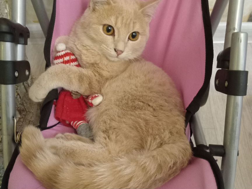 Рыжий котик