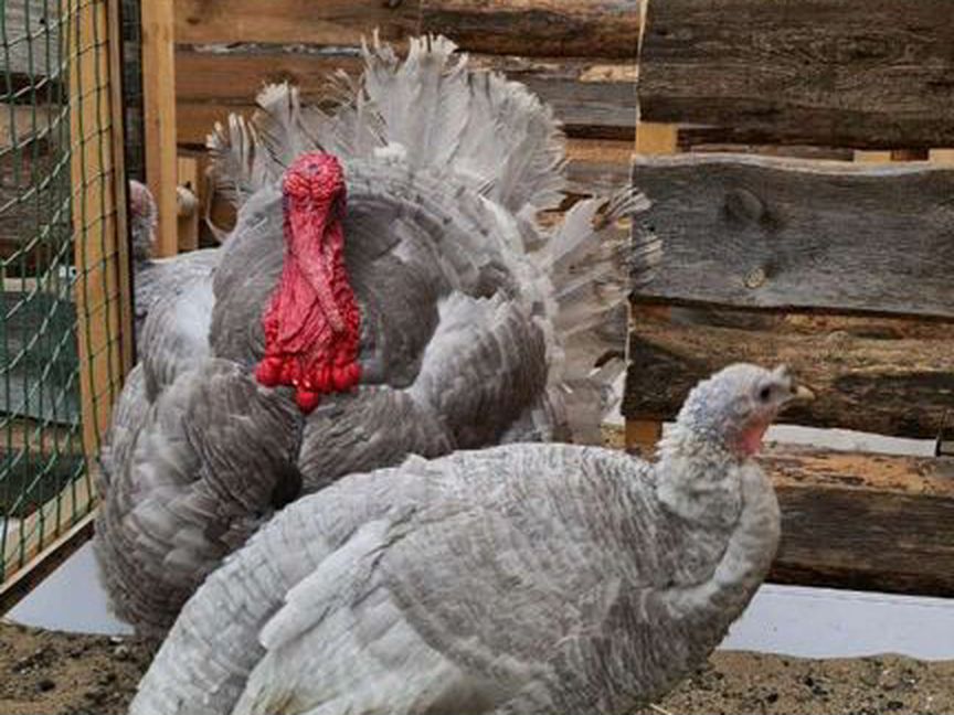 Аспидные голубые индейки