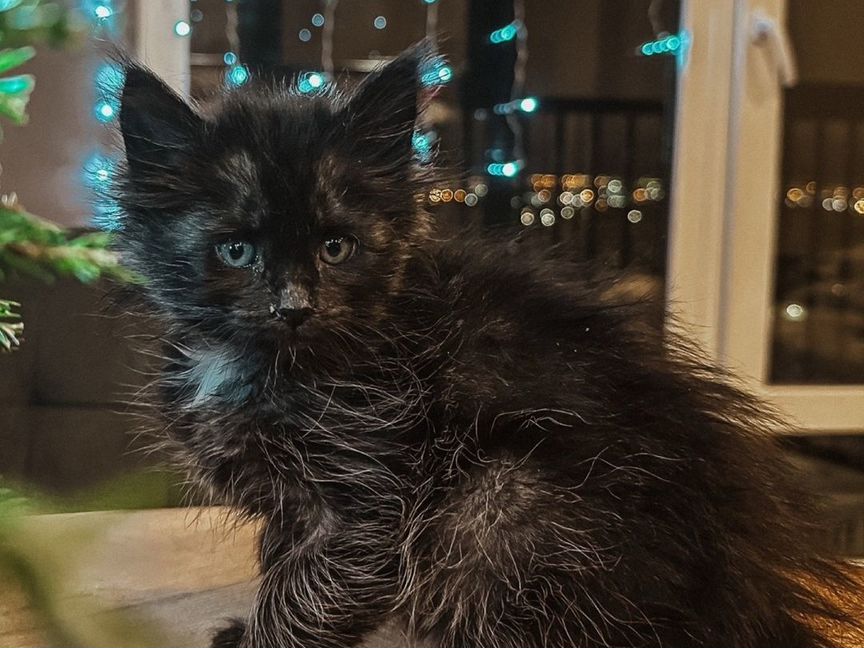 Маслинка 2 мес котенок