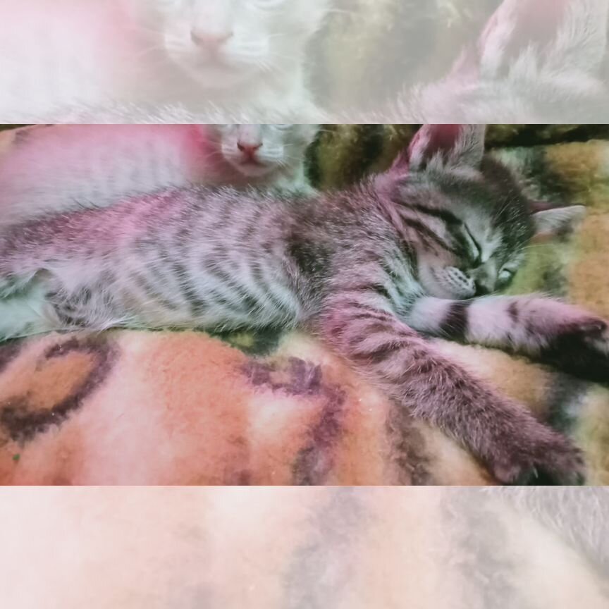 Котята