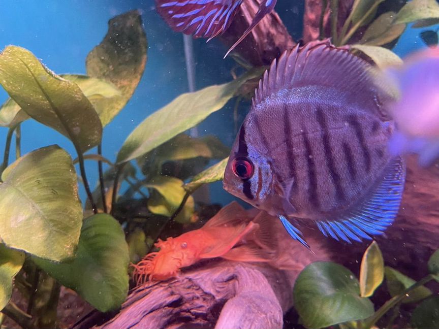 Сомики ред вуаль