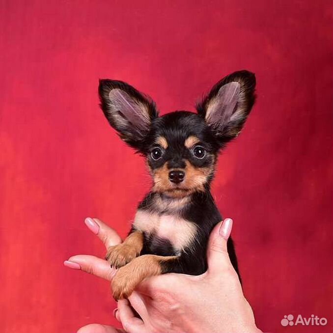 Щенки русский той-терьер большой выбор