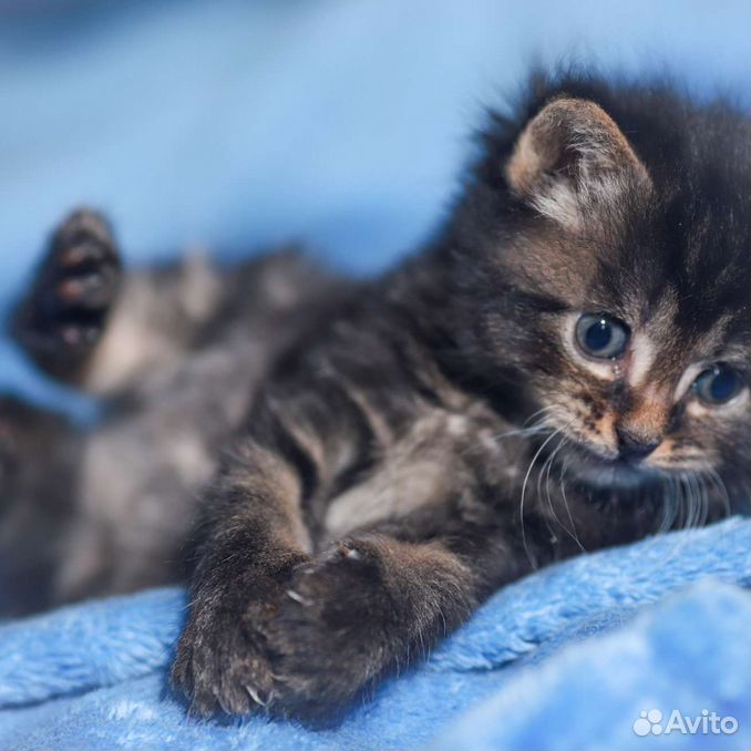 Фабрика Курильских бобтейлов