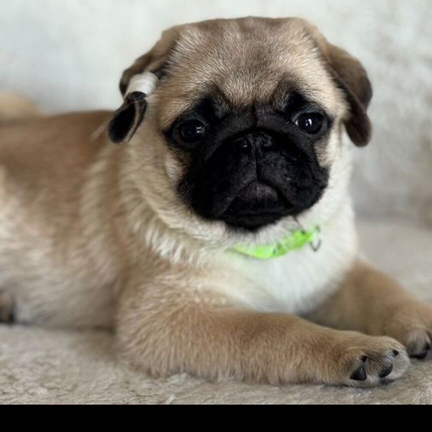 Мопс, щенок