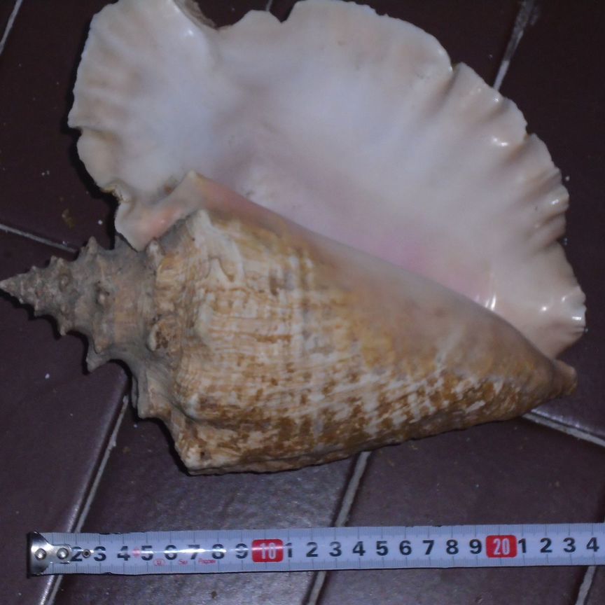 Ракушка в аквариум