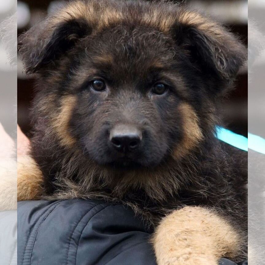 Немецкая овчарка, щенки