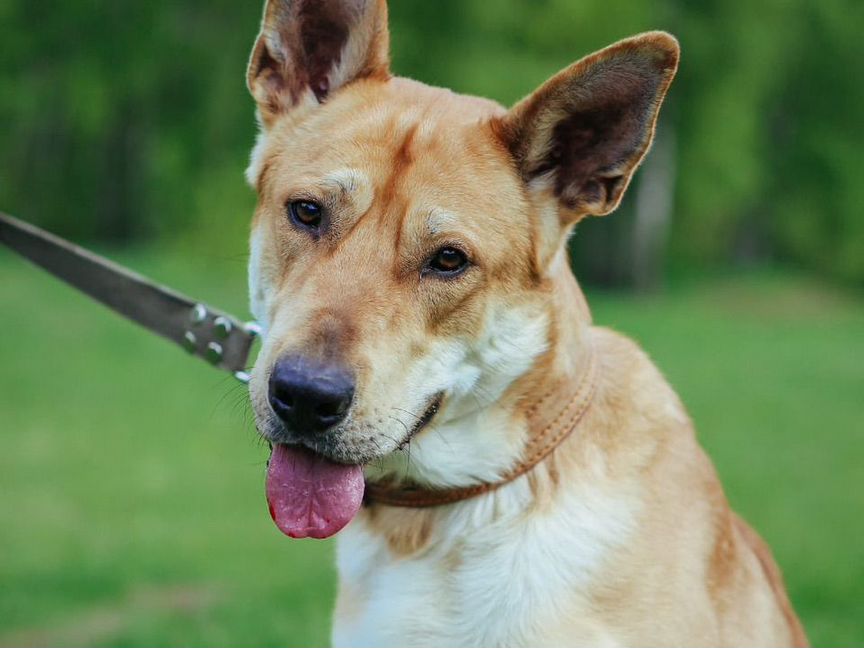Бывшедомашний пес потеряшка